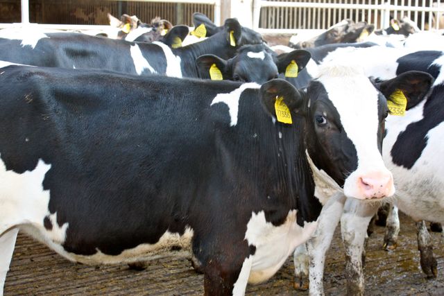 Germany | The Country Mice